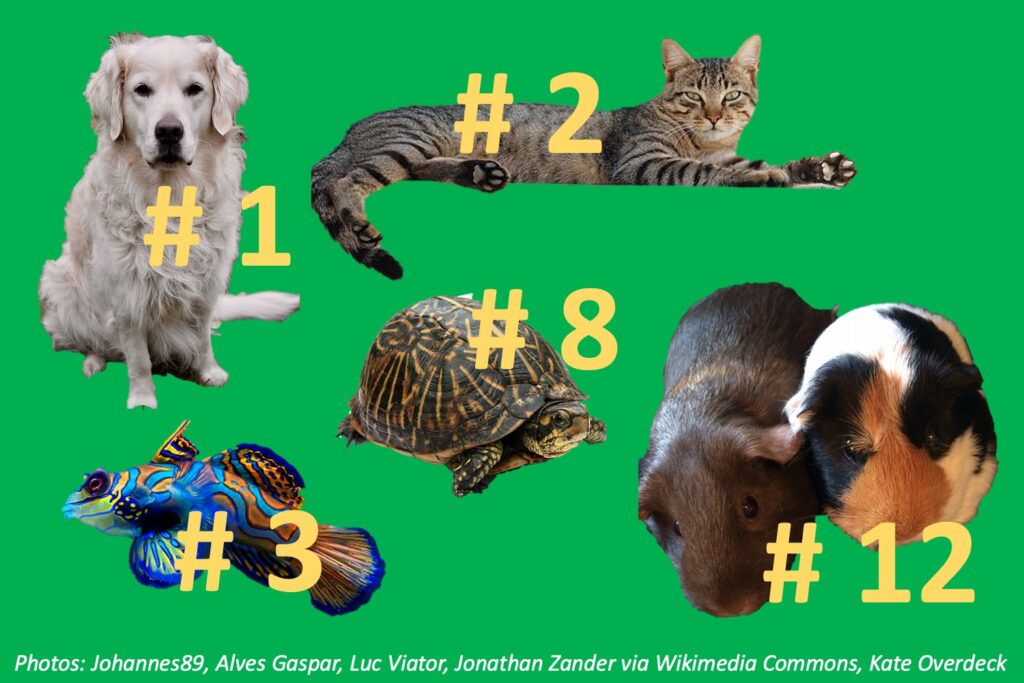 Animals – Bedtime Math