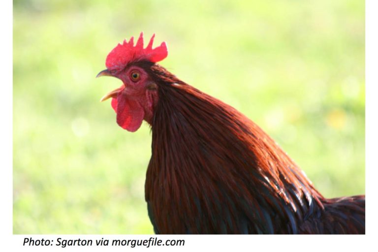 Clock-a-Doodle-Doo – Bedtime Math