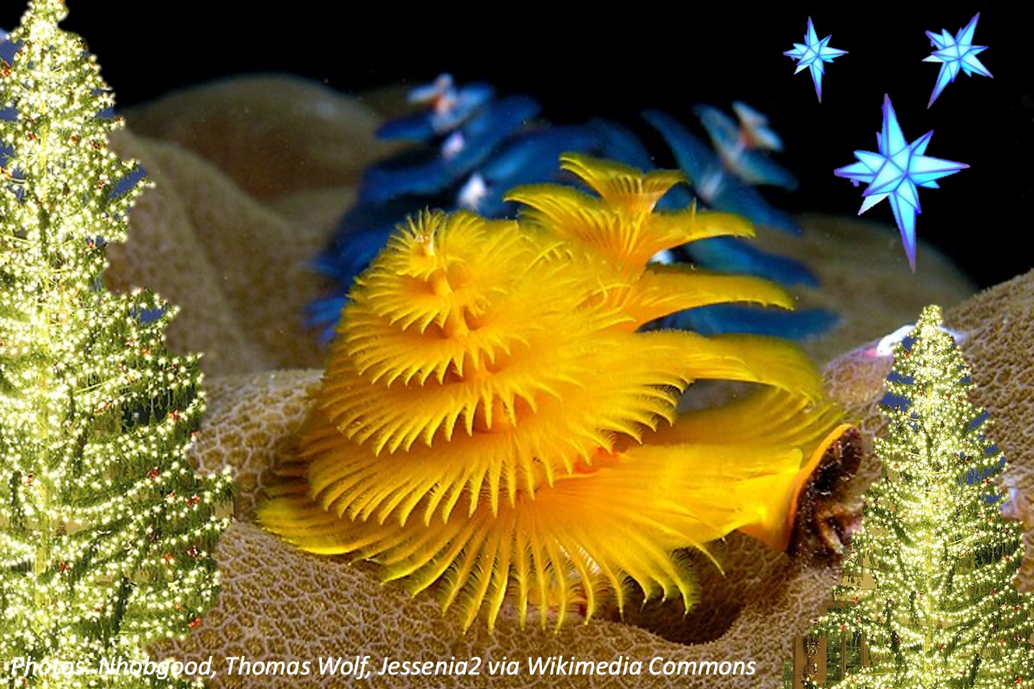 The Most Beautiful Worm – Bedtime Math