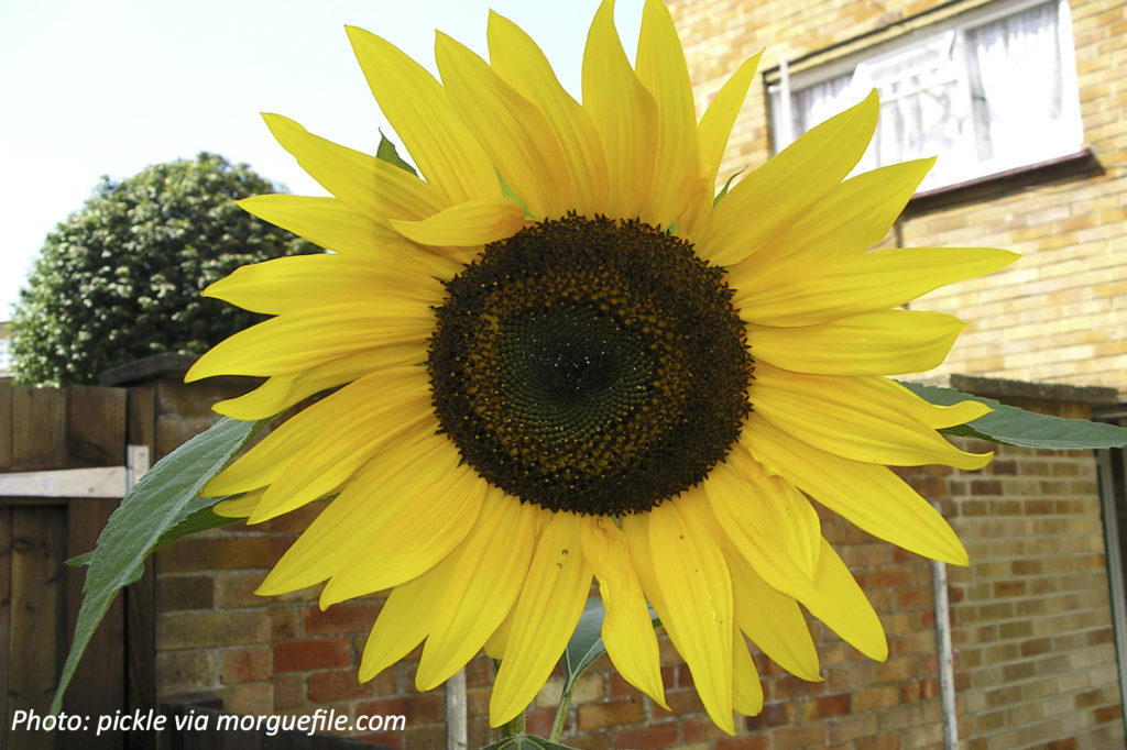 Calculate Items in a Pattern – Bedtime Math