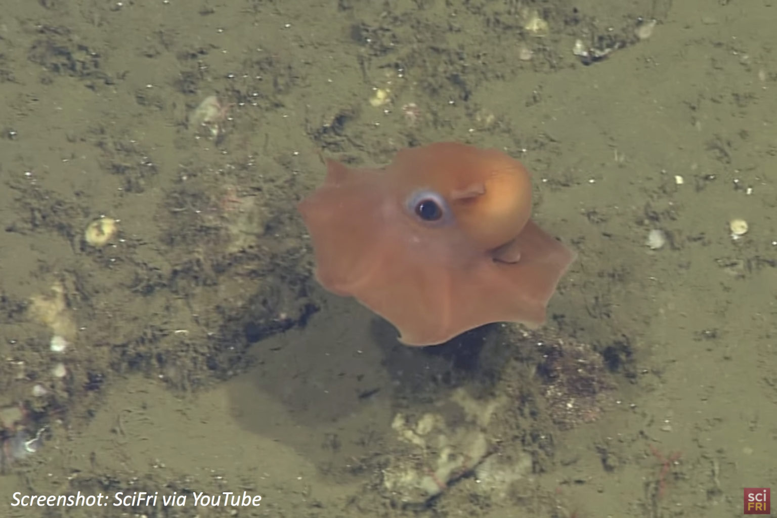 The Cutest Octopus – Bedtime Math