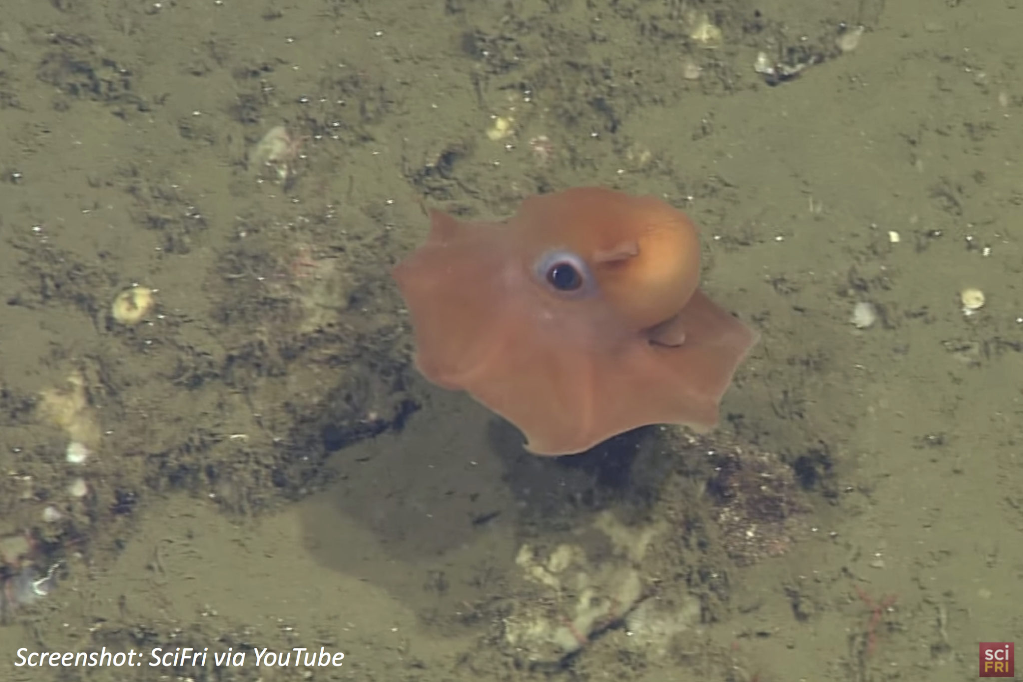 The Cutest Octopus – Bedtime Math