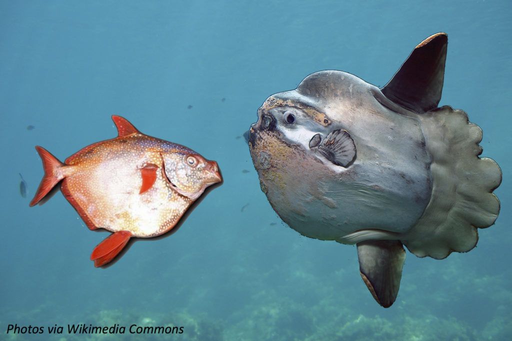 A Buddy for Sunfish - Bedtime Math
