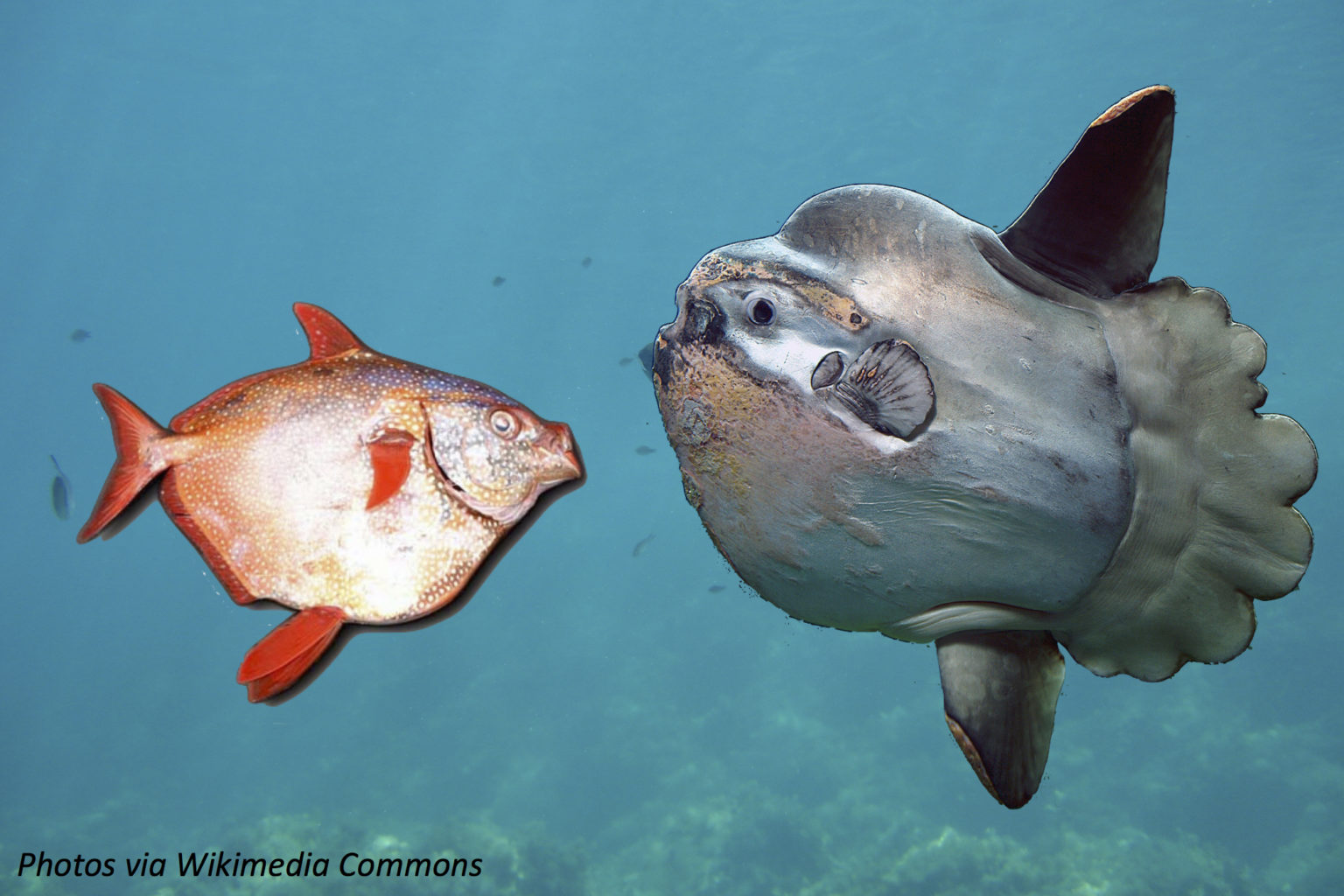 A Buddy for Sunfish – Bedtime Math