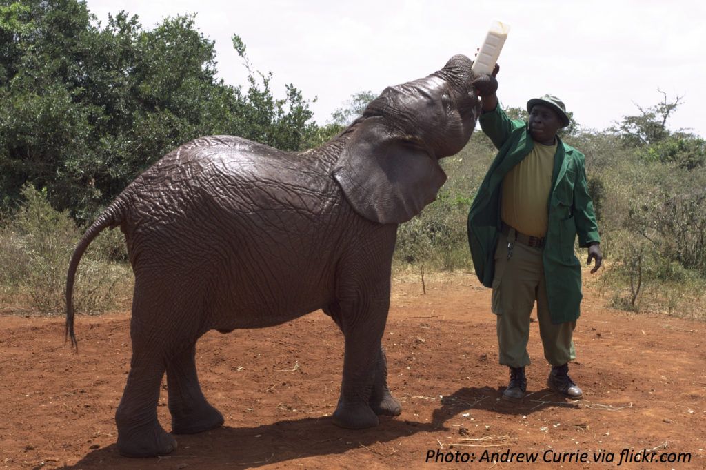 Dinnertime at the Zoo - Bedtime Math