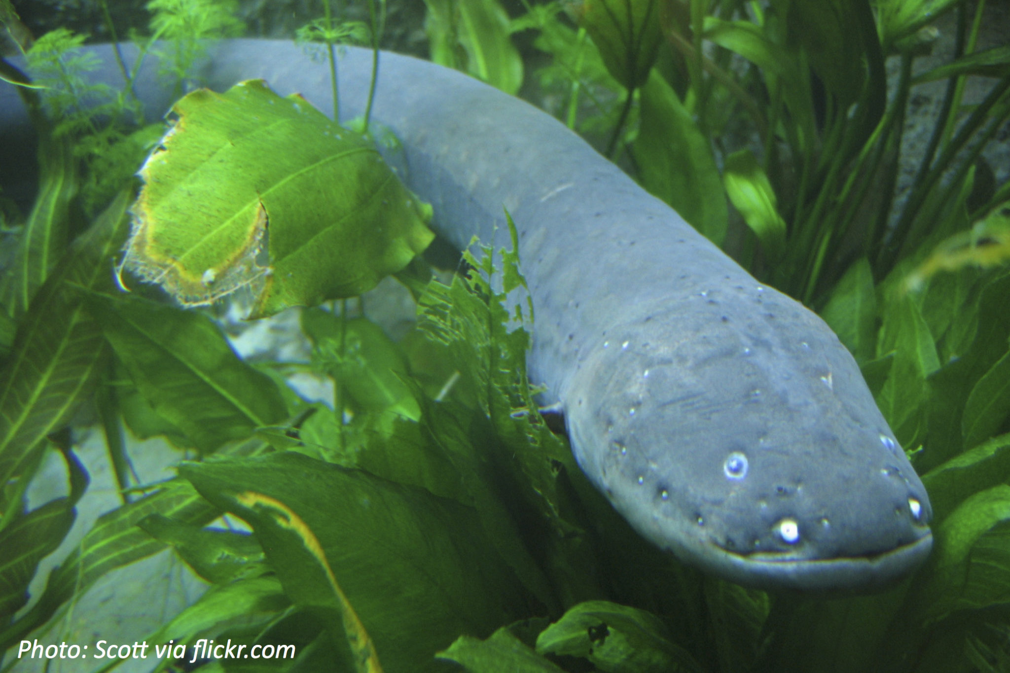 Extreme Eels – Bedtime Math