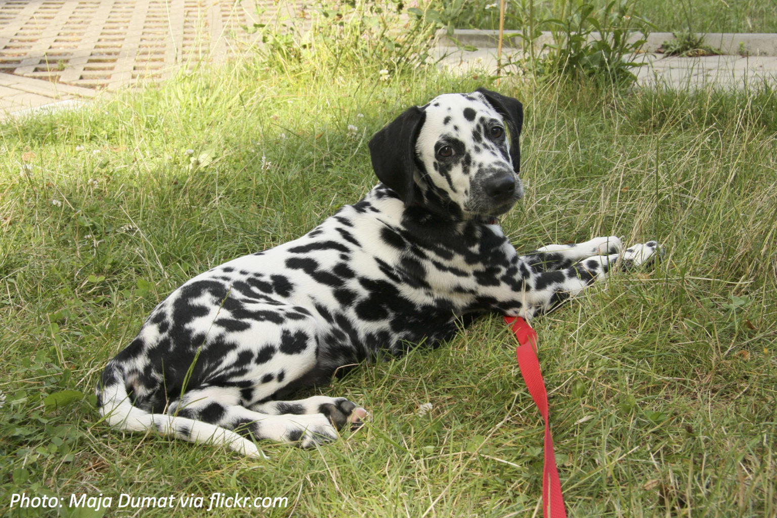 Polka Dot Dog – Bedtime Math