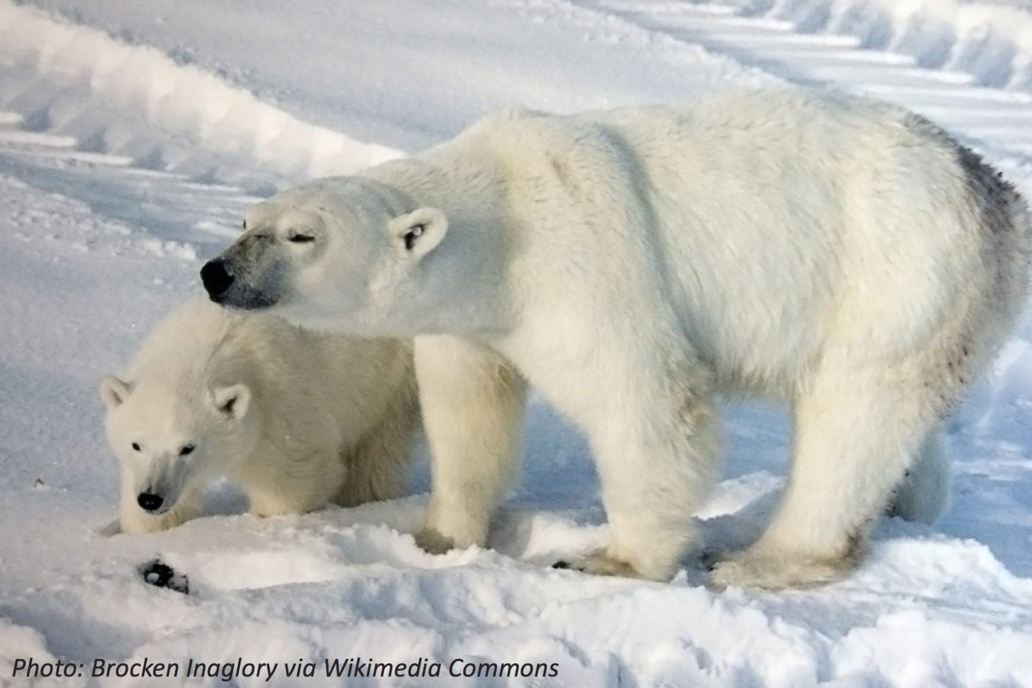 Even Better Than a Purple Bear – Bedtime Math