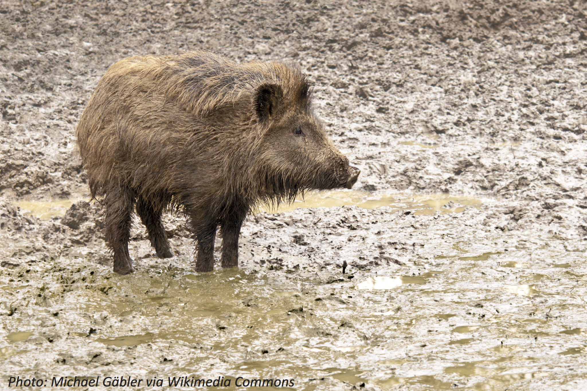 A Pretty Muddy Pig – Bedtime Math