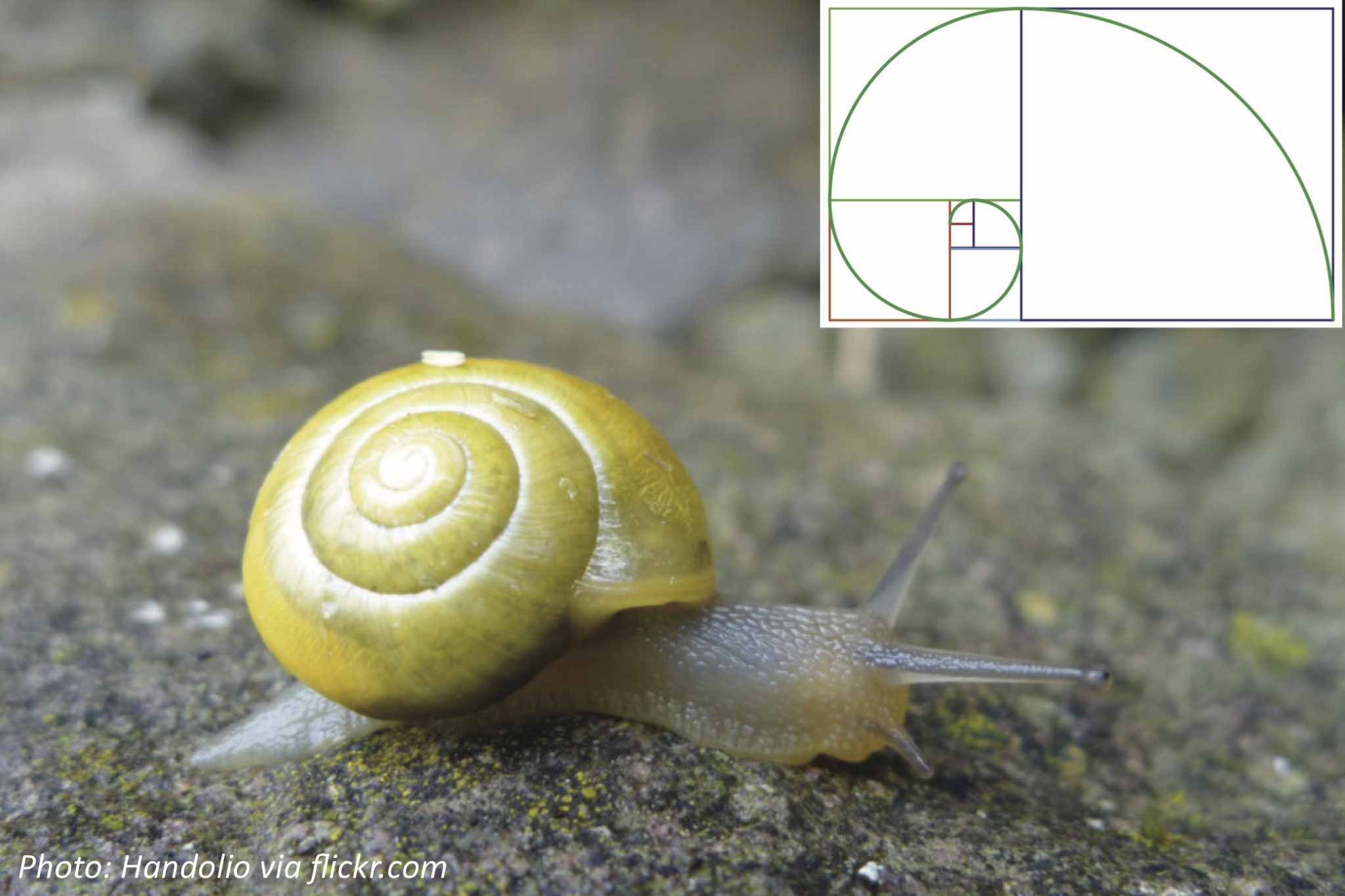 A Secret about Snails – Bedtime Math