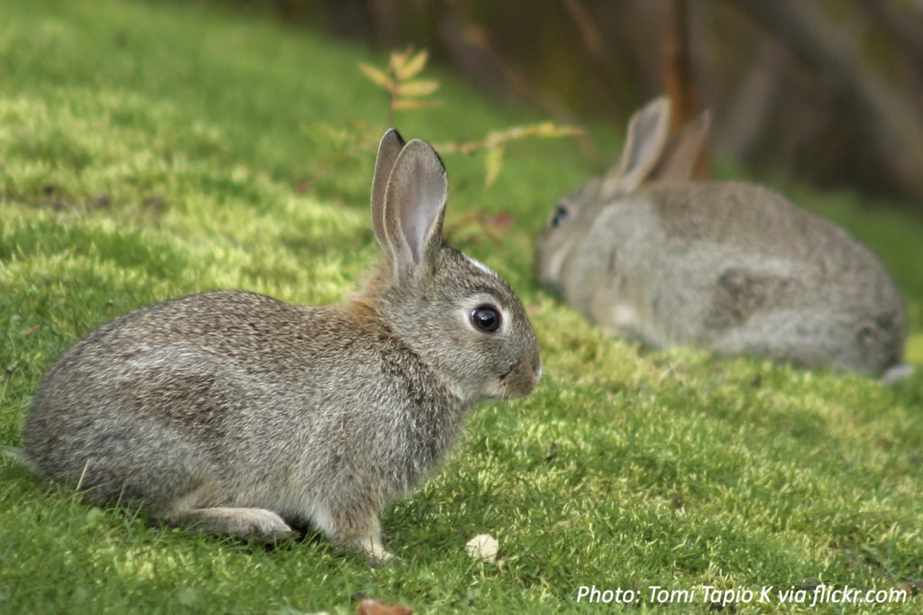 The Bunnies on Your Block – Bedtime Math
