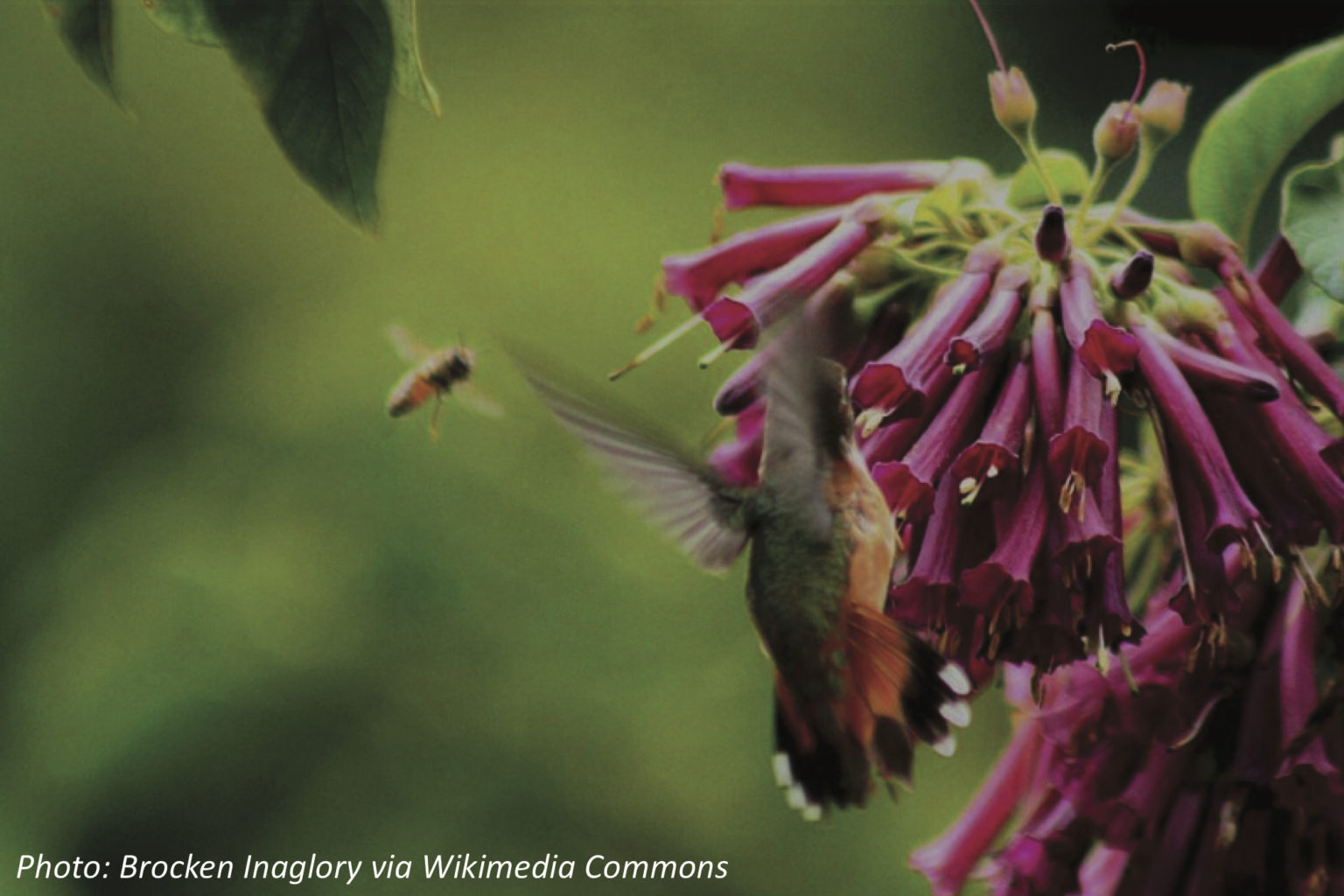 Tiny Turbo-Bird – Bedtime Math