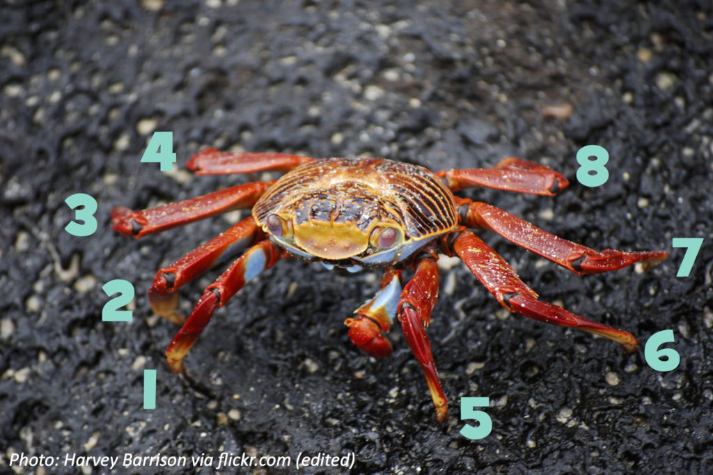 Daily Math – Bedtime Math