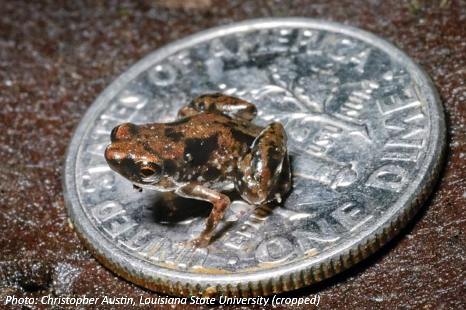 Fingertip Frog – Bedtime Math