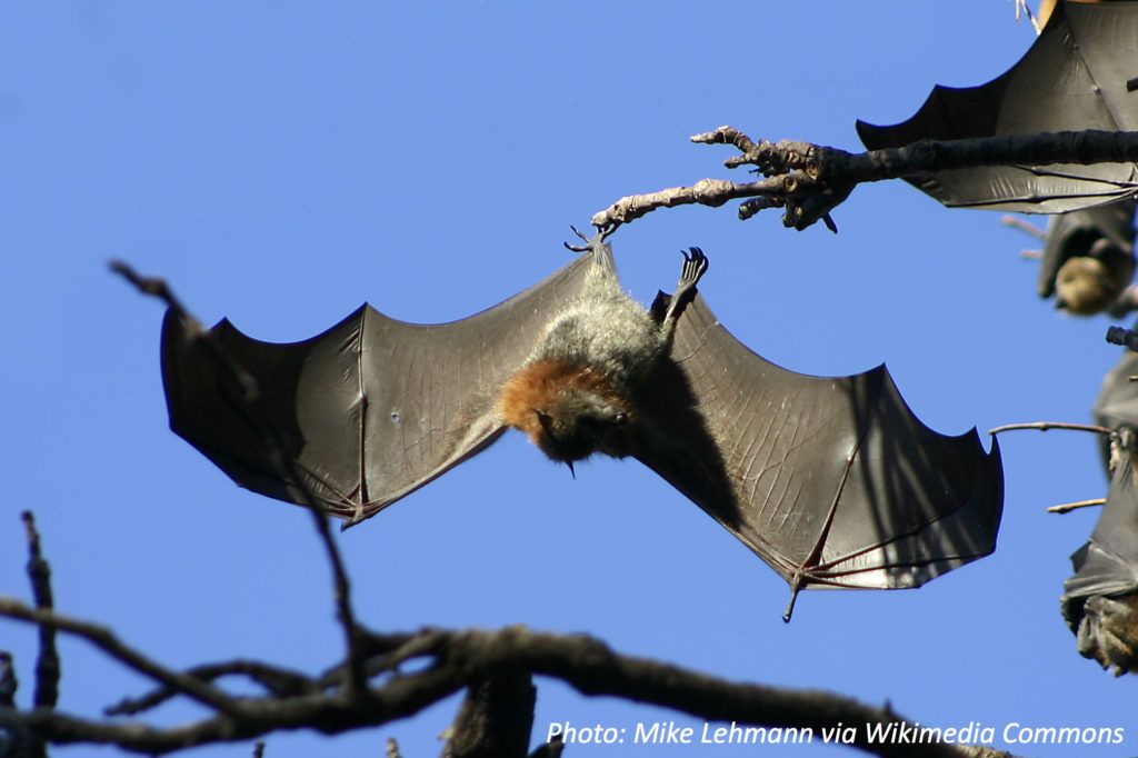 Going Batty - Bedtime Math