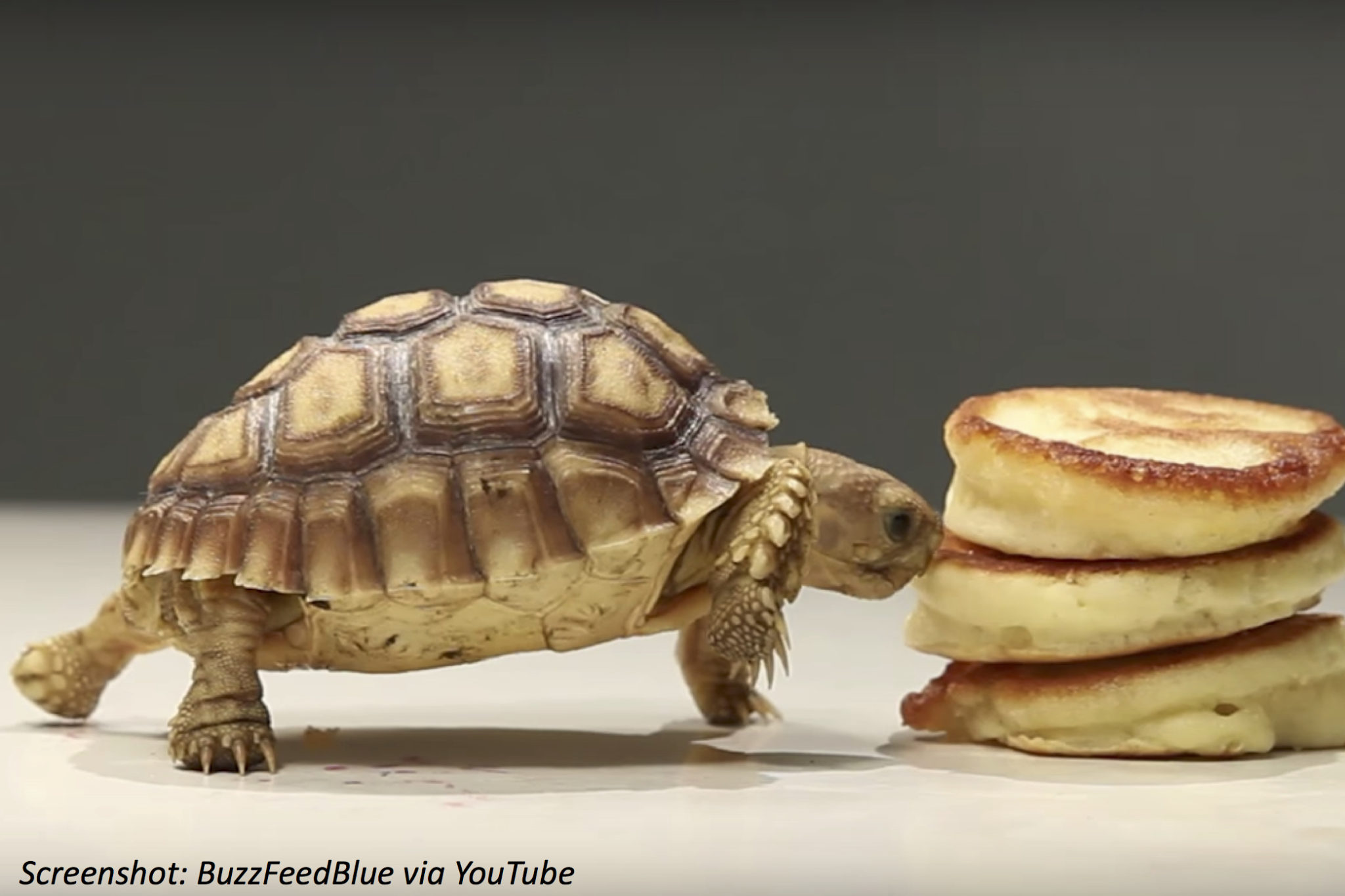 Pancakes for Your Pets – Bedtime Math