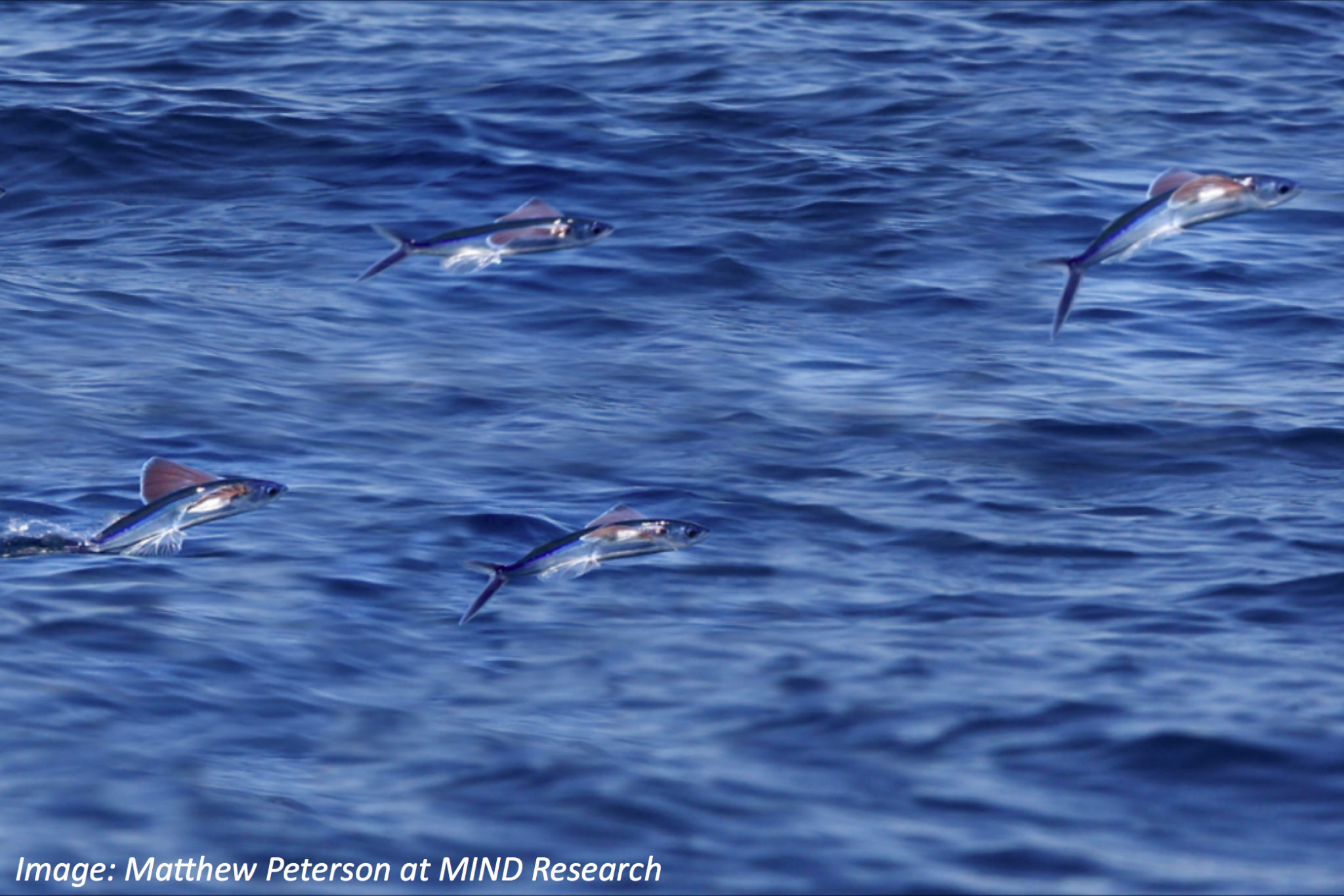 Do Flying Fish Really Fly? – Bedtime Math