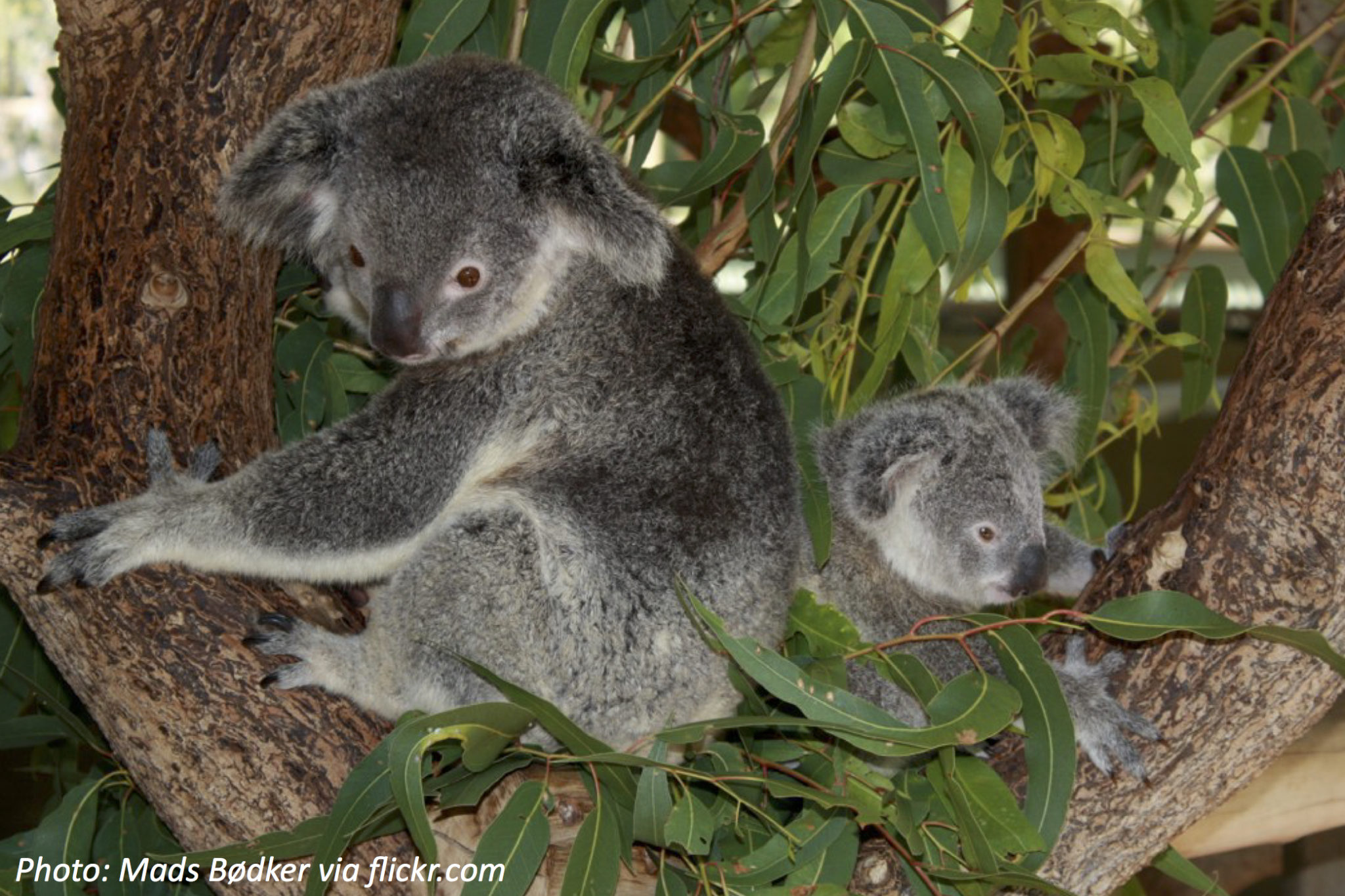 Pocket Pet – Bedtime Math