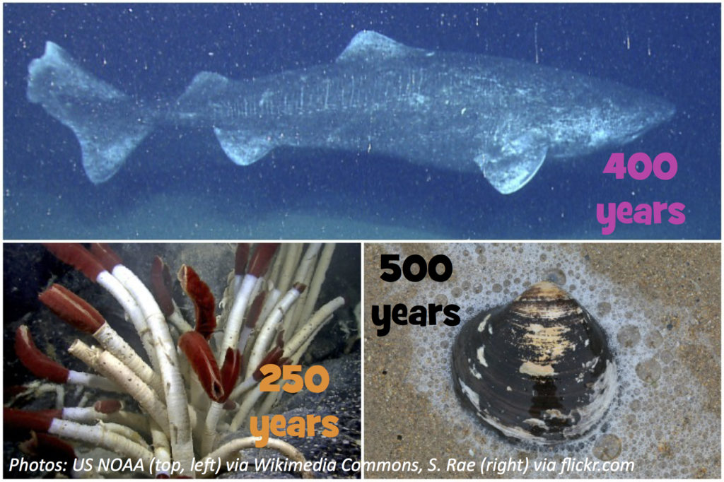 The Longest-Living Animal – Bedtime Math