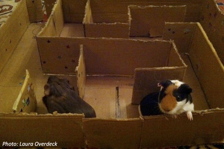 A-Mazing Pets – Bedtime Math