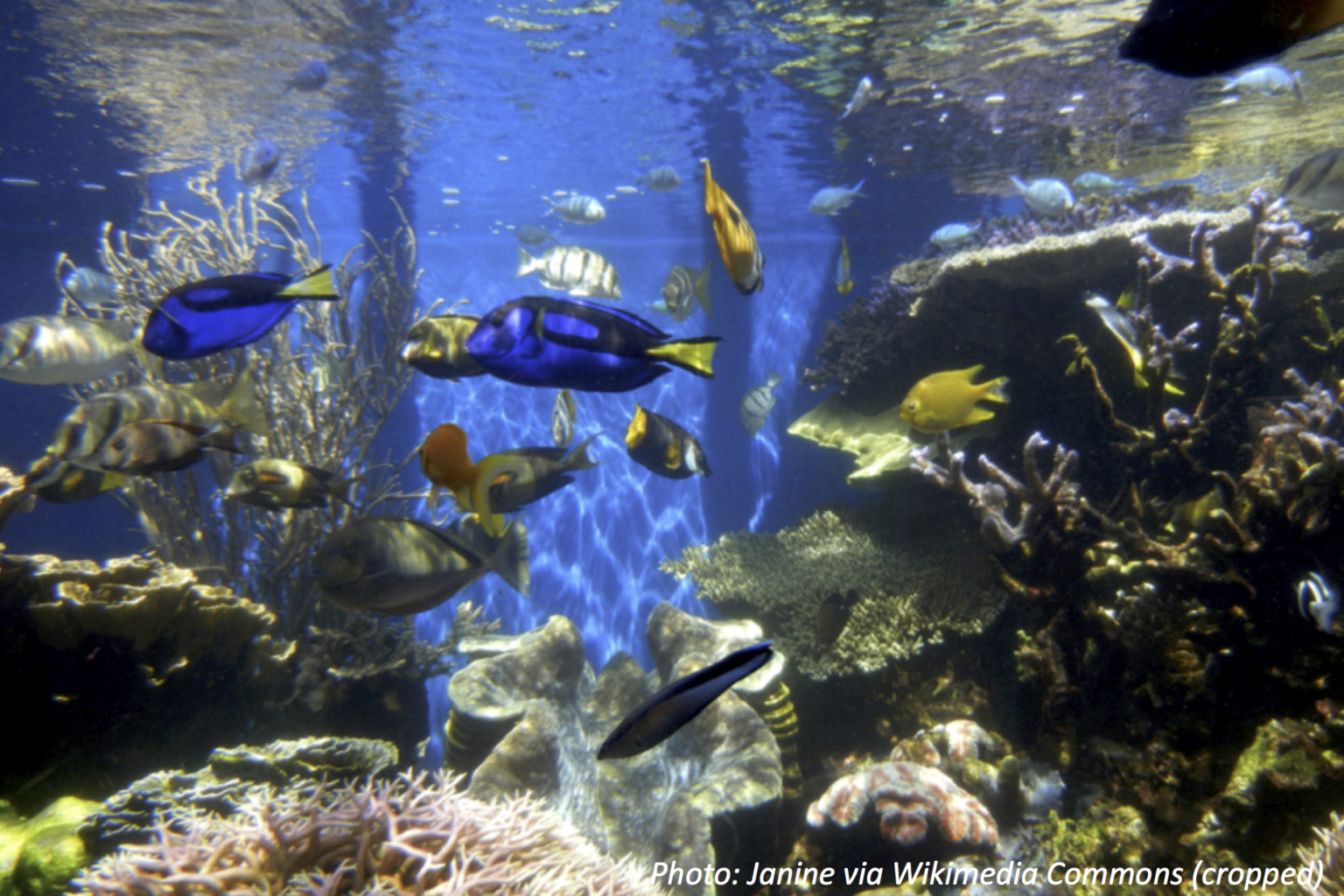 Party Fish – Bedtime Math