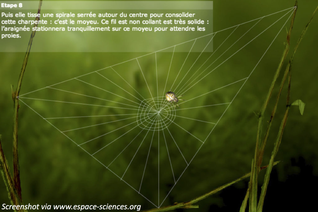 A Much Cuter Spider – Bedtime Math