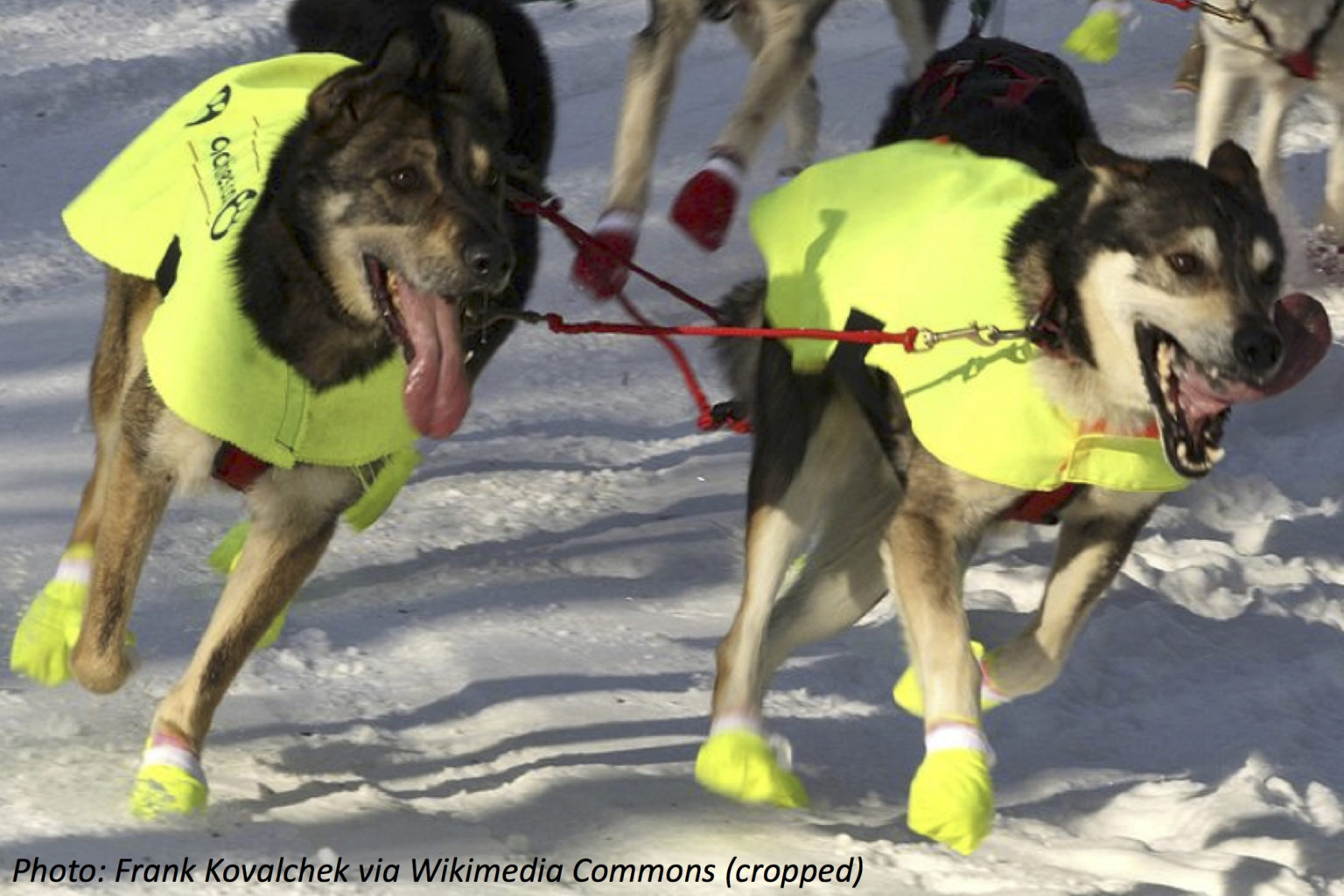 Mush! – Bedtime Math