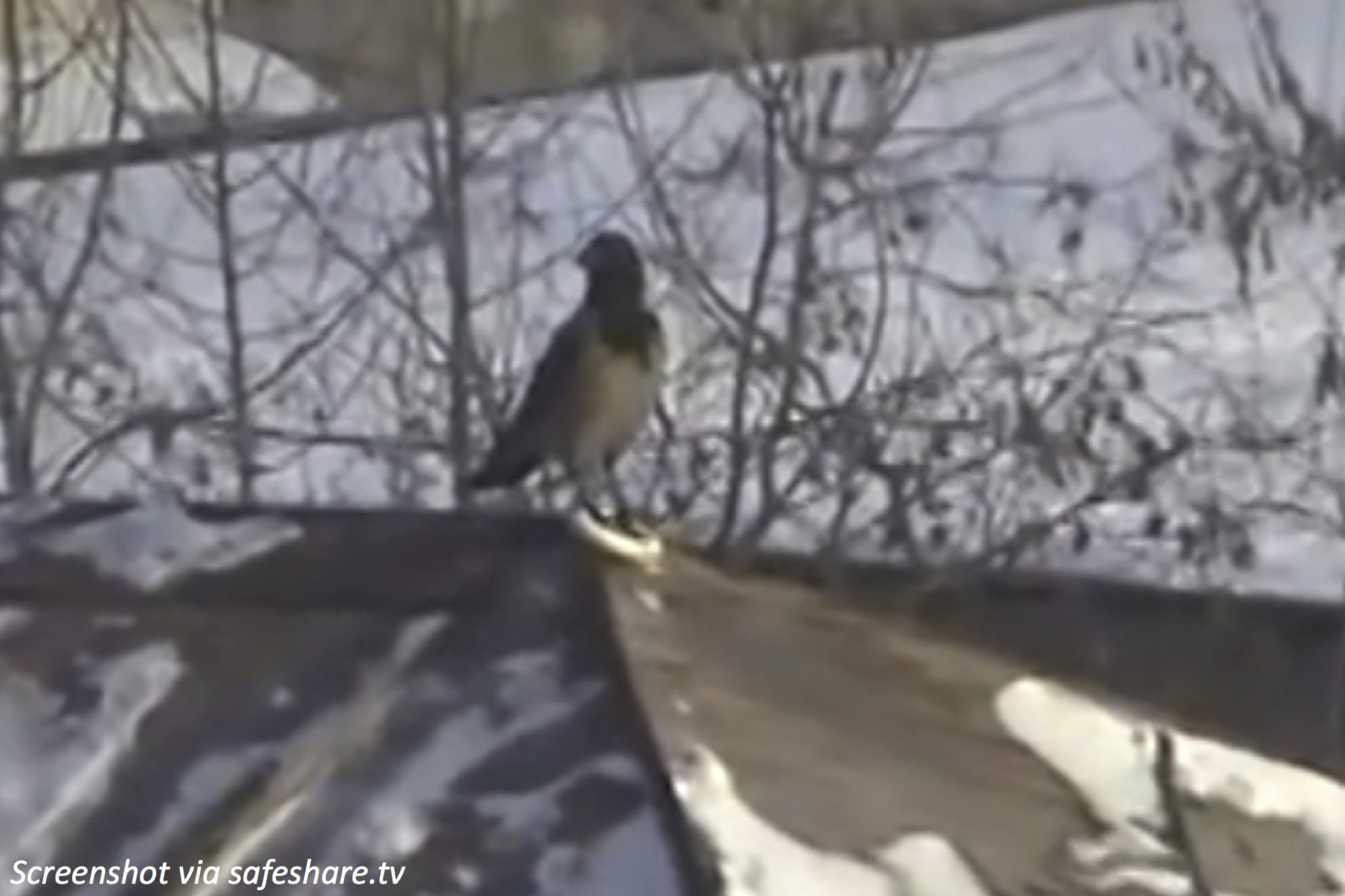 Snowboarding Crow – Bedtime Math