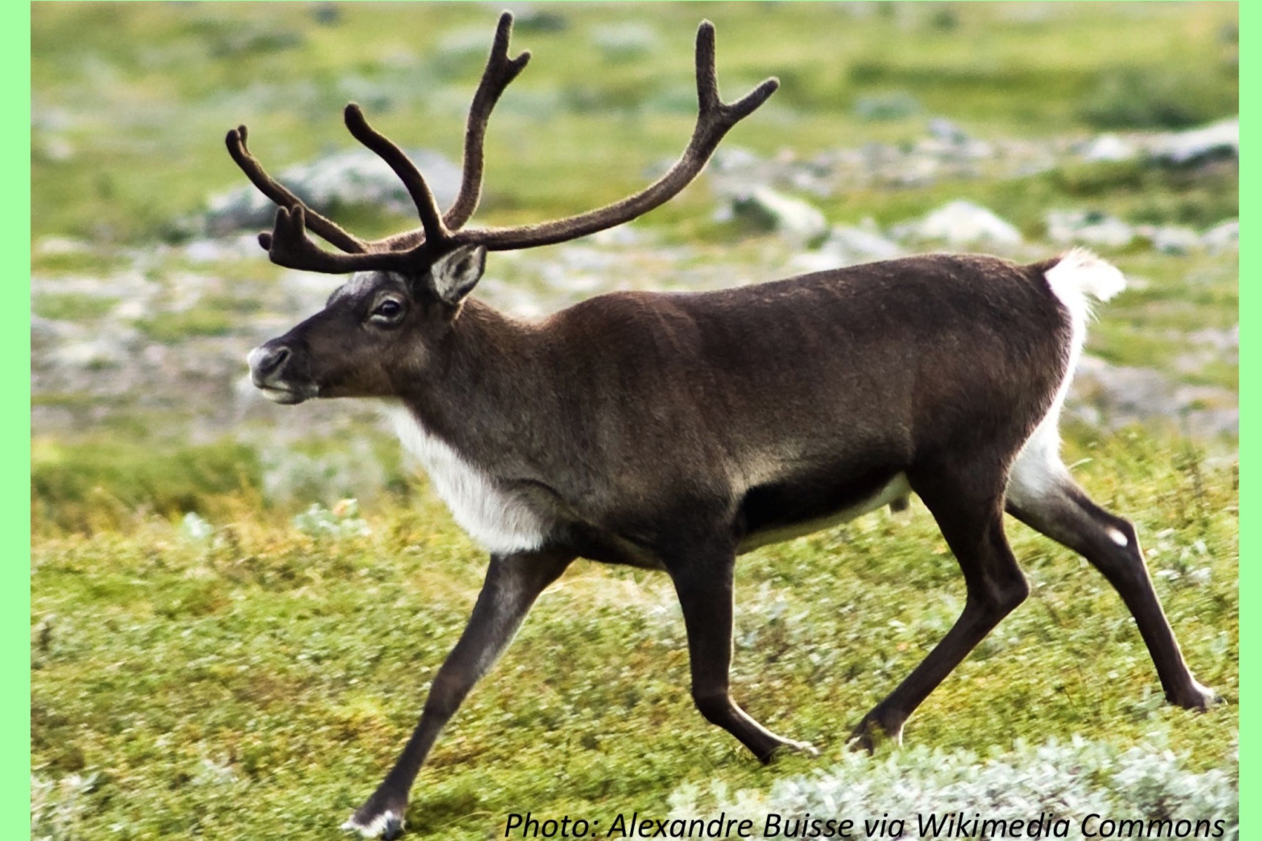 Reining It In - Bedtime Math