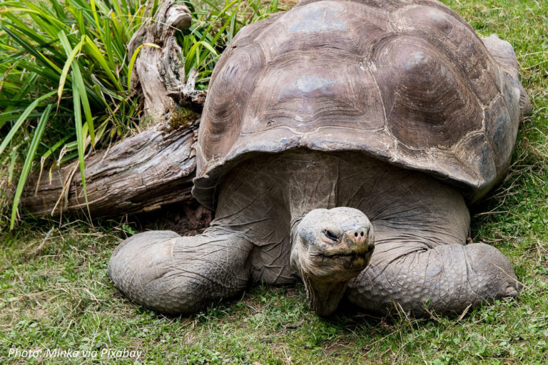 Giant Family for a Giant Tortoise – Bedtime Math