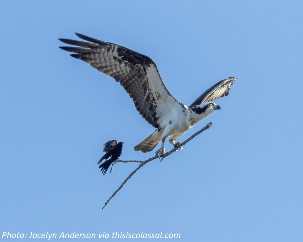 How Birds Stick Together – Bedtime Math