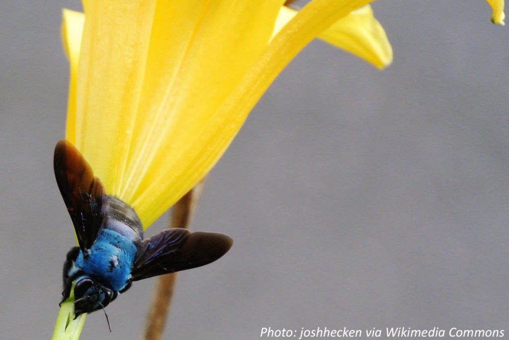 Are Bees Really Blue? – Bedtime Math