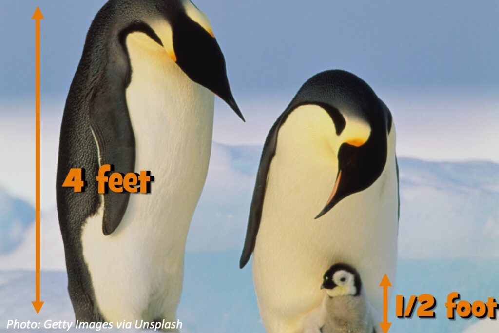 Not-So-Pudgy Penguins – Bedtime Math