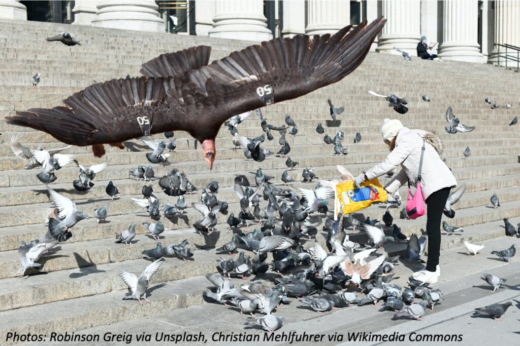 Animals – Bedtime Math