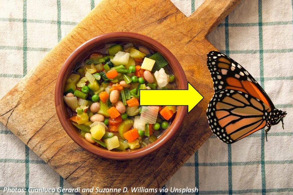 From Bug Soup to Butterfly – Bedtime Math