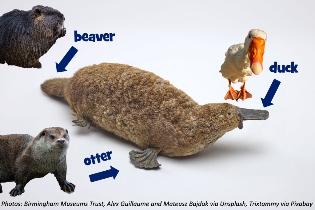 Daily Math – Bedtime Math