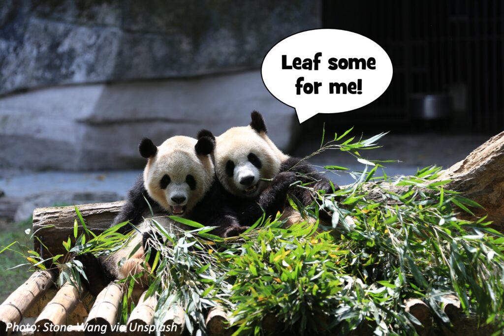 Panda-monium – Bedtime Math