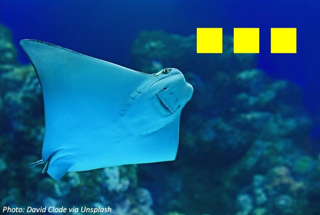 Can Fish Do Math? – Bedtime Math