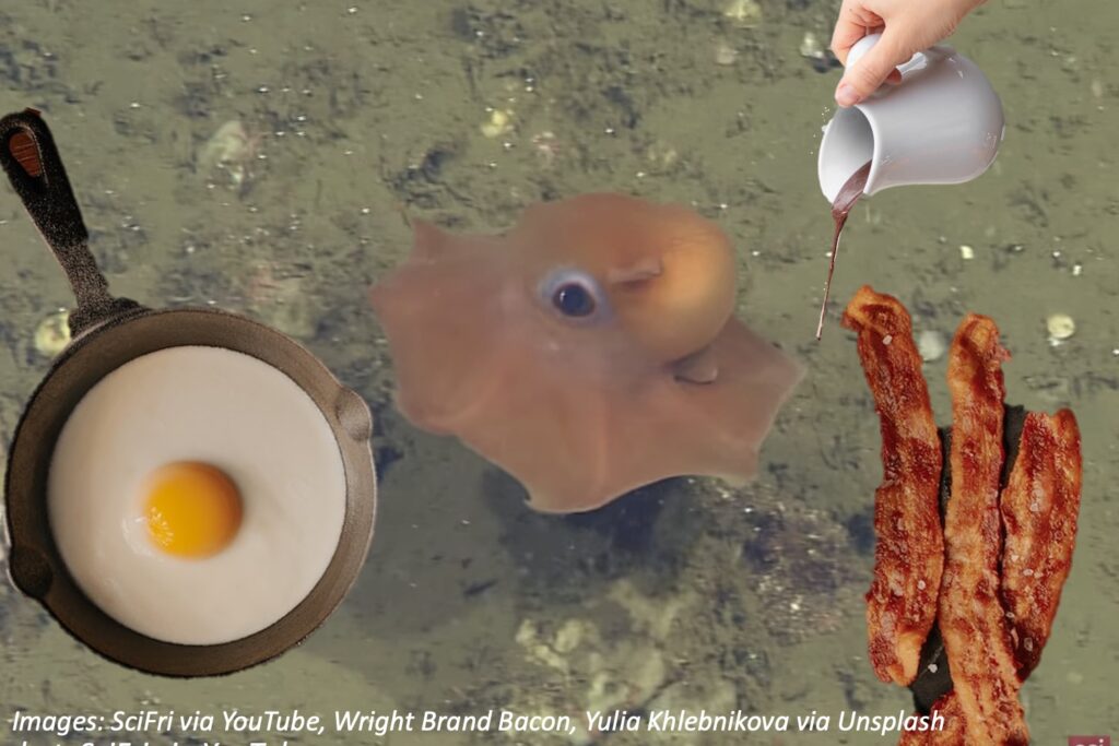 The Cutest Octopus – Bedtime Math