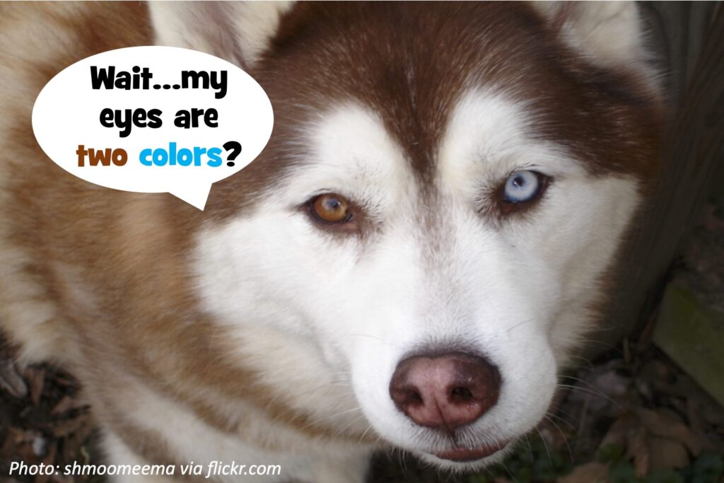 Crazy Eye Colors – Bedtime Math