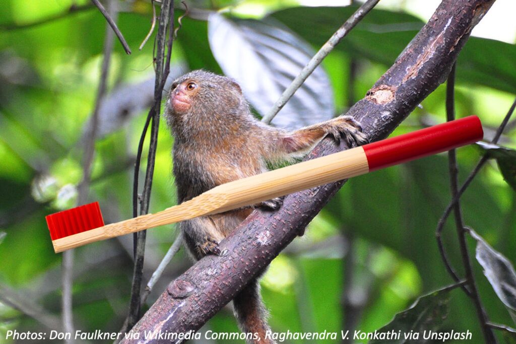 How Monkeys Use a Toothbrush – Bedtime Math