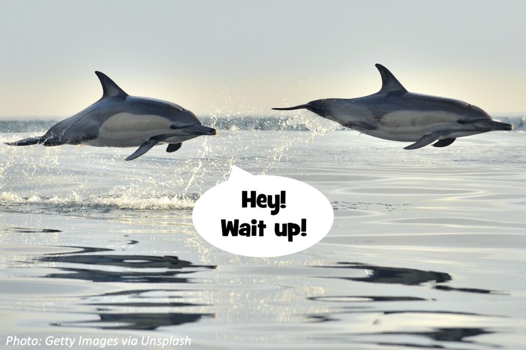 What Does the Dolphin Say? – Bedtime Math