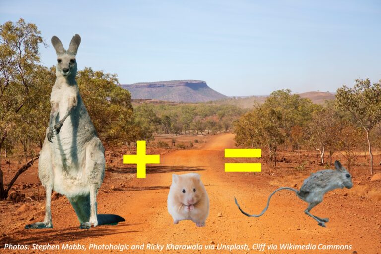 Mouse + Kangaroo = ?… – Bedtime Math