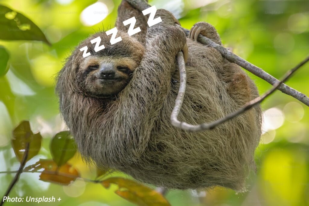 As Schlumpy As a Sloth – Bedtime Math
