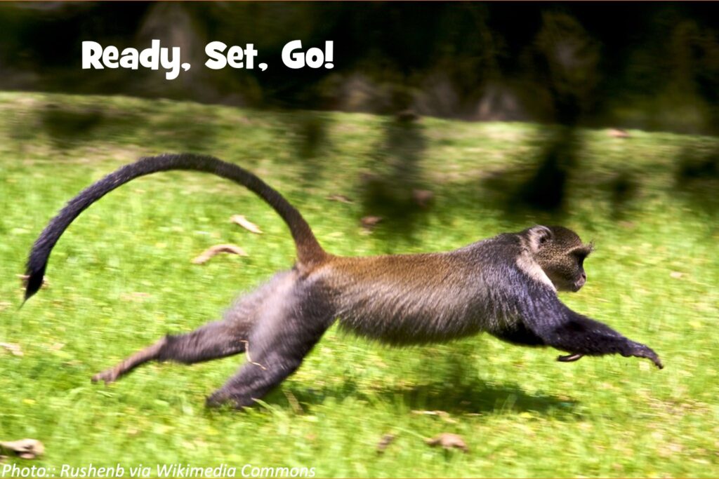 Running Like a Monkey – Bedtime Math