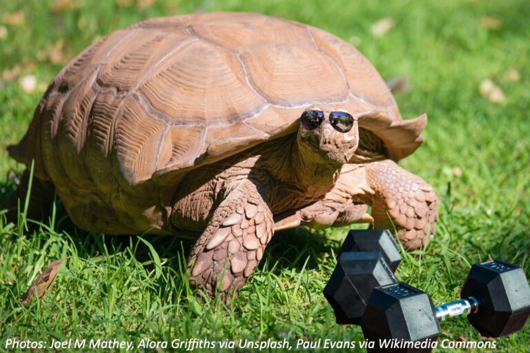 Daily Math – Bedtime Math