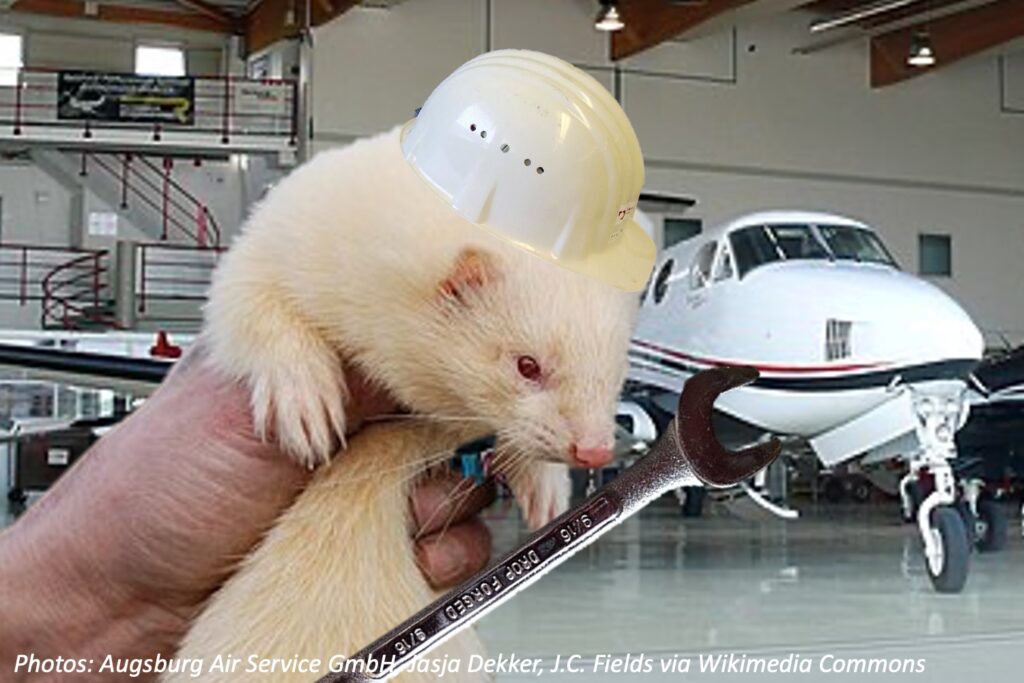 Fun with Ferrets – Bedtime Math