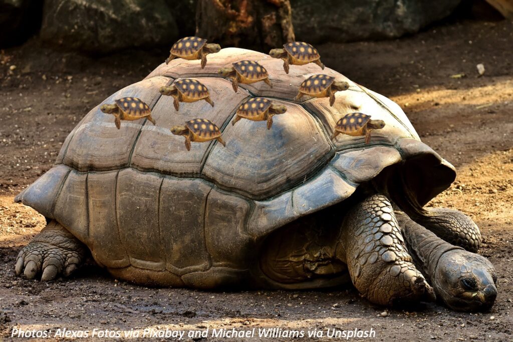 Giant Family for a Giant Tortoise – Bedtime Math
