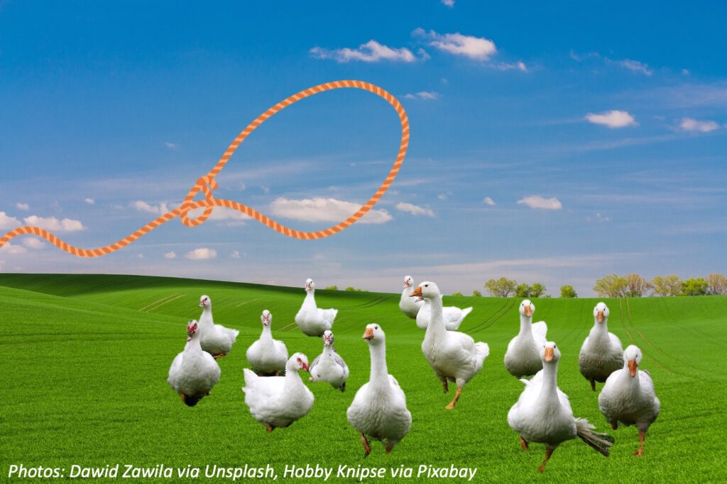 Herding Ducks – Bedtime Math