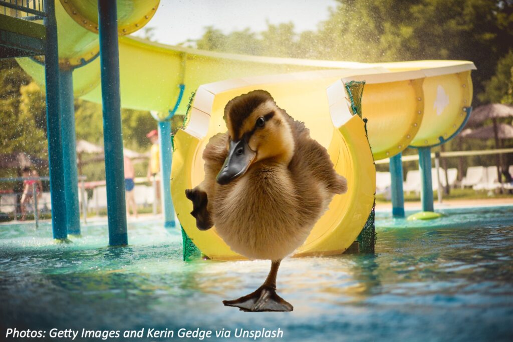 Waterslide for Ducks – Bedtime Math